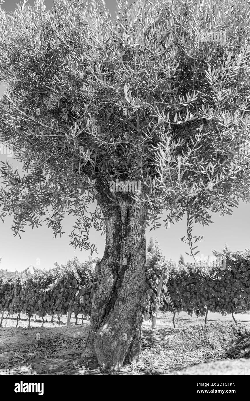 Olive tree olives in Black and White Stock Photos & Images - Alamy