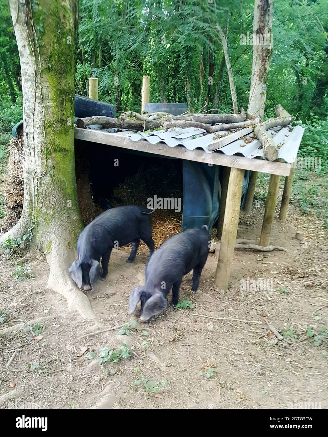 Pig shelter field hi-res stock photography and images - Alamy
