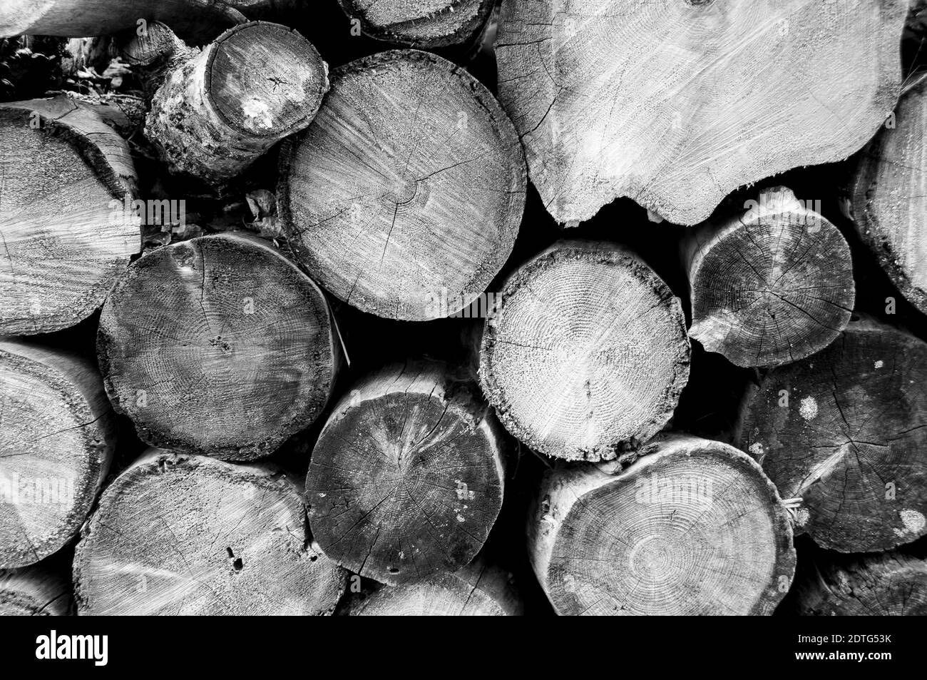 Stack of tree logs Black and White Stock Photos & Images - Alamy