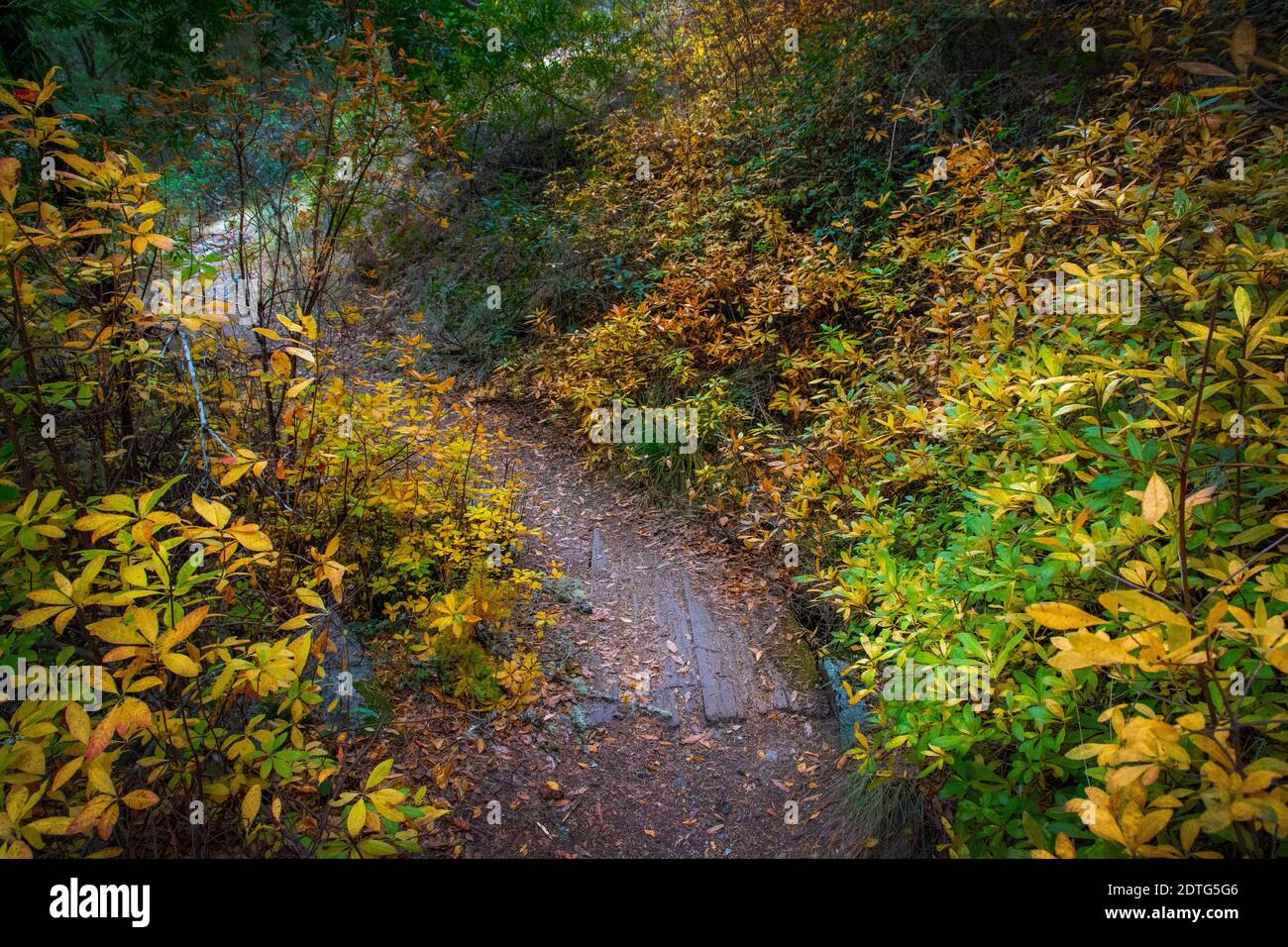 Mountain underbrush hi-res stock photography and images - Alamy