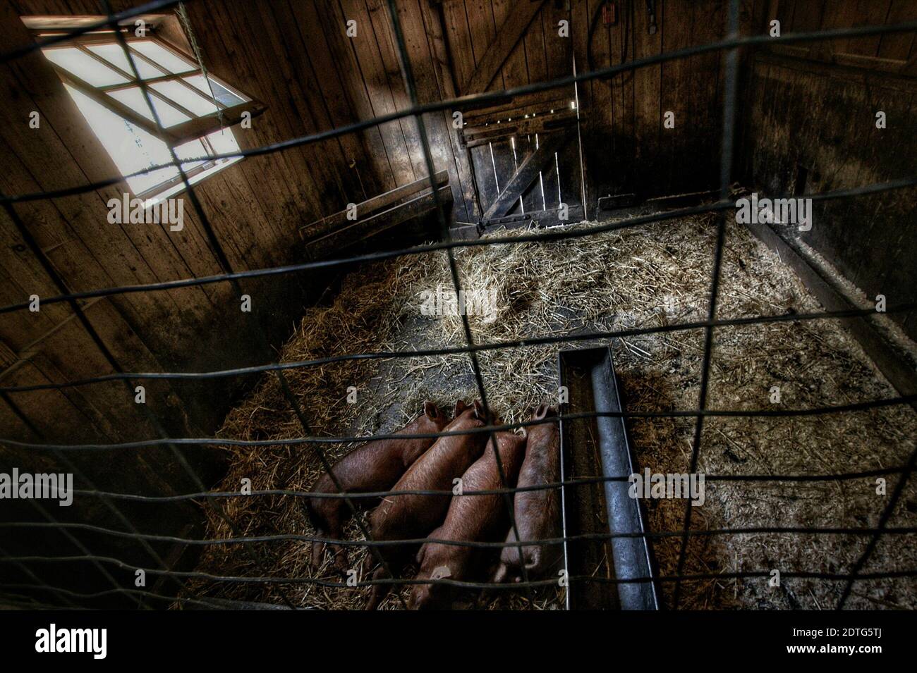 Sleeping in barn hi-res stock photography and images - Alamy