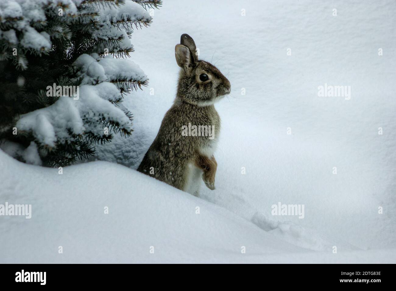 Popping Up To Say Hello Stock Photo - Alamy
