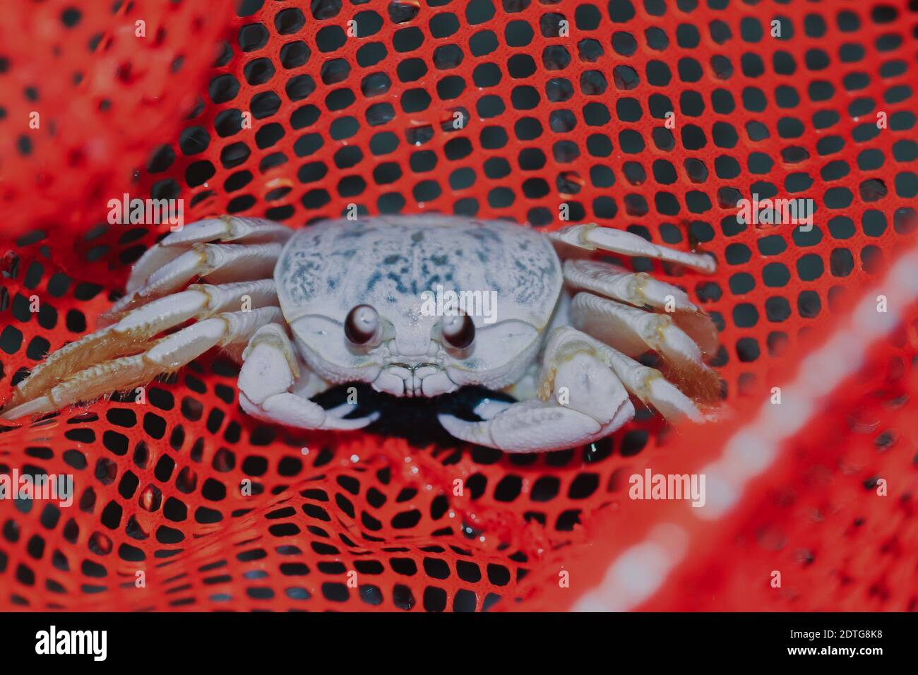 Crab bone hi-res stock photography and images - Alamy