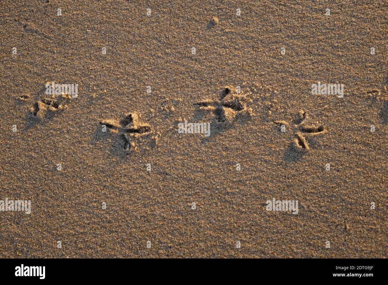 Baboon footprint hi-res stock photography and images - Alamy