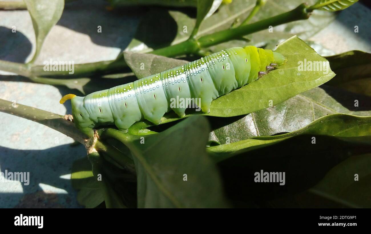 Green army moth hi-res stock photography and images - Alamy