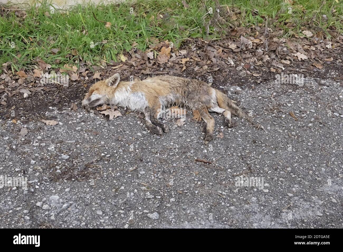 Dead fox on hi-res stock photography and images - Alamy