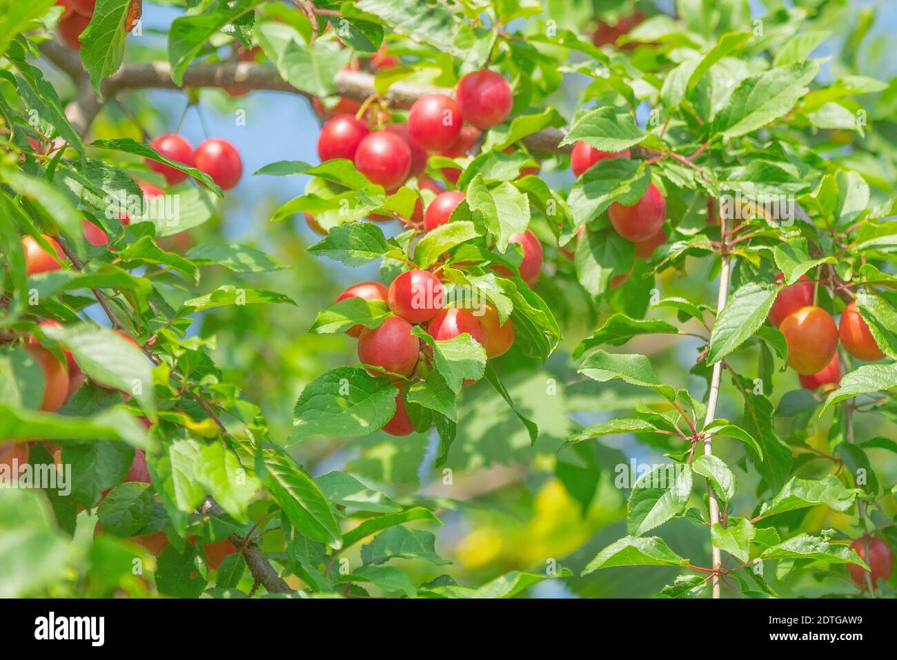 Ripe wild plums grow on the tree. Red cherry plum mirabelle lit by the ...
