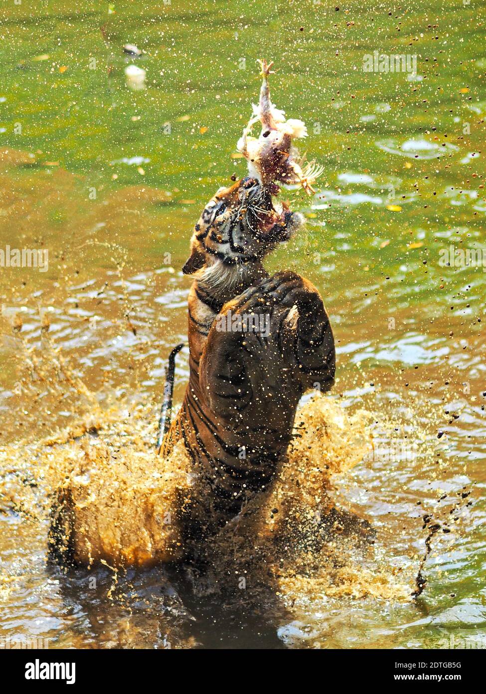 Sumatran tiger swimming hi-res stock photography and images - Alamy