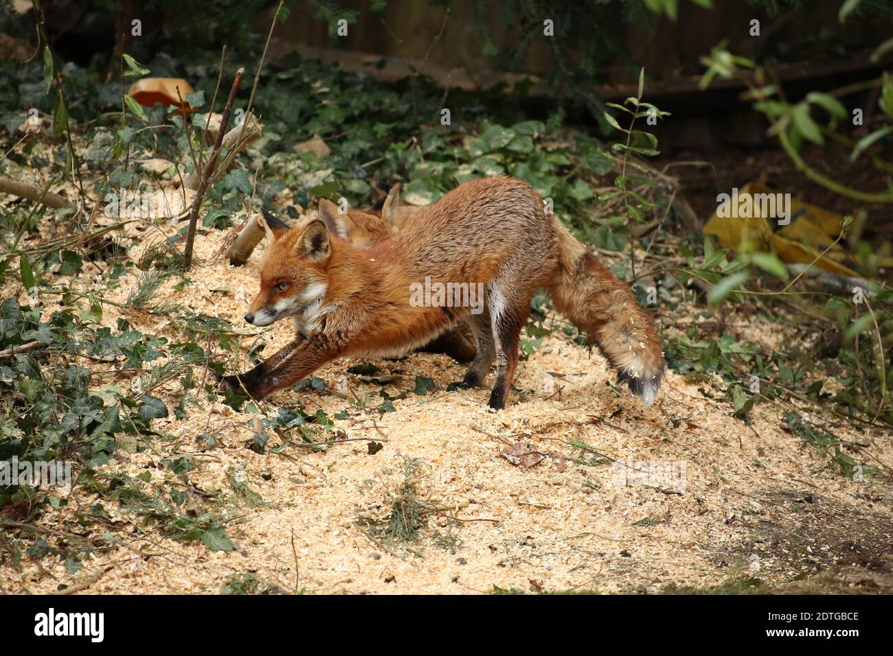 Domestic pets and foxes hi-res stock photography and images - Alamy
