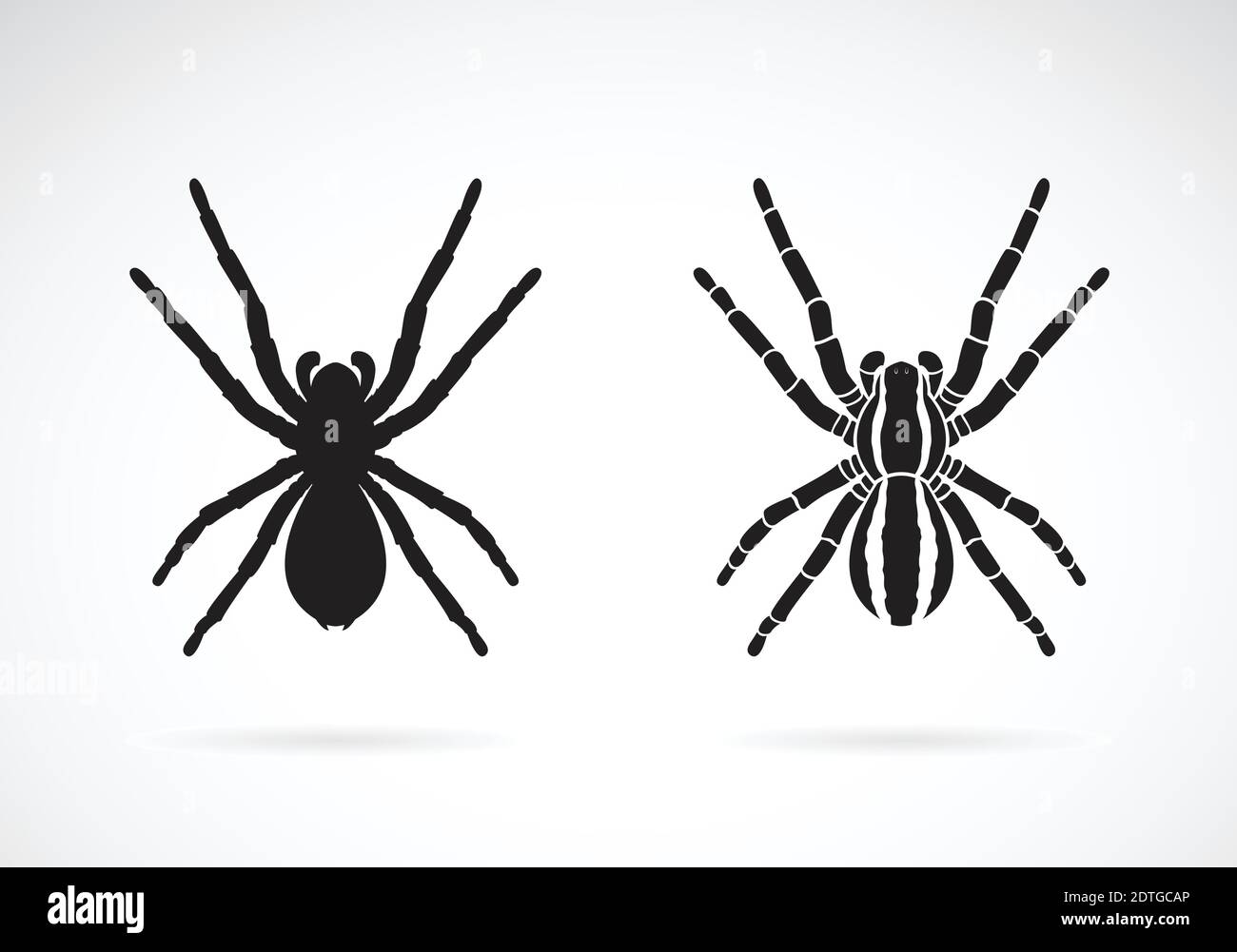 Vector of spider on white background. Insect. Animal. Easy editable ...