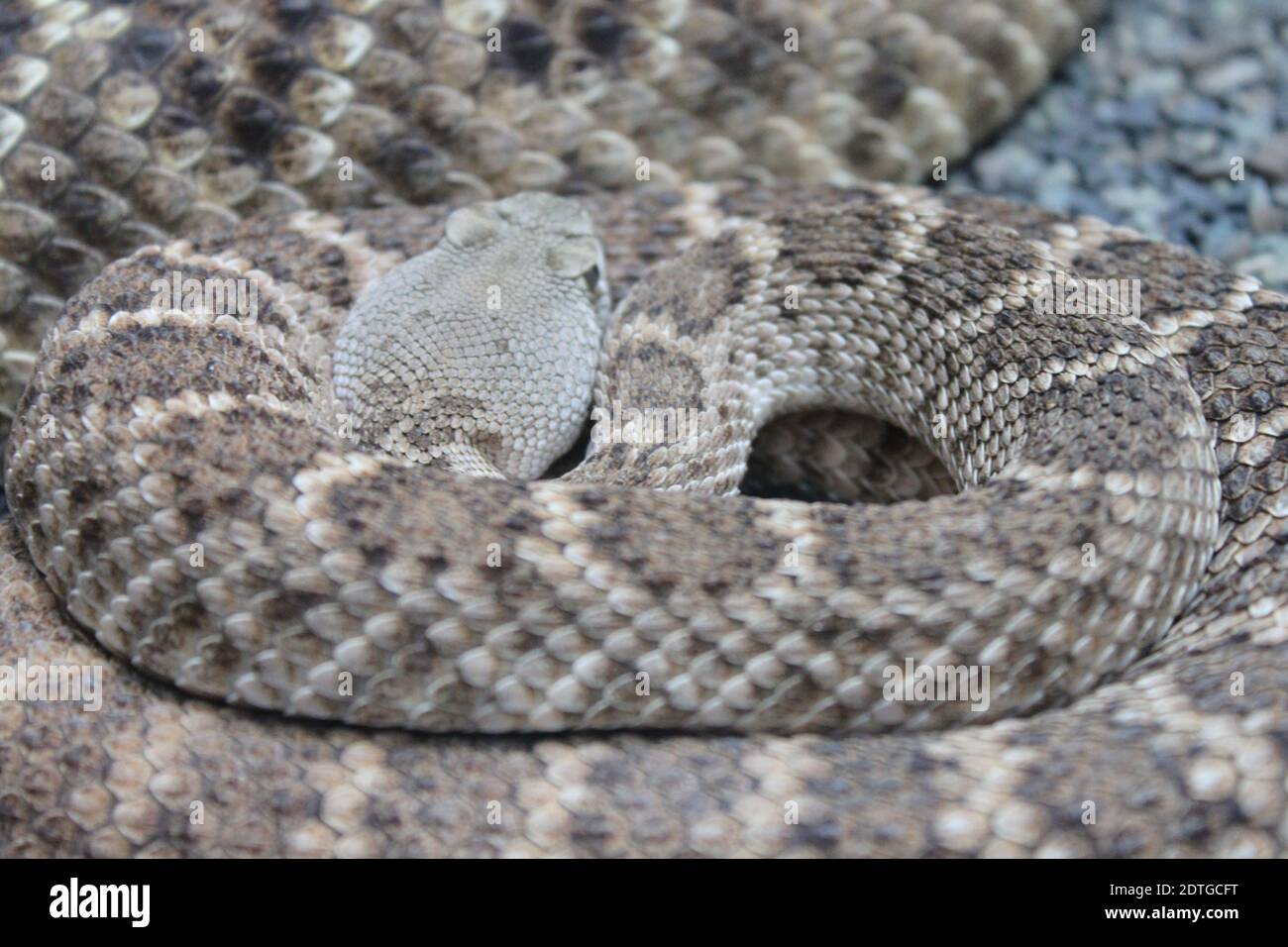 Rattlesnake skin pattern hi-res stock photography and images - Alamy