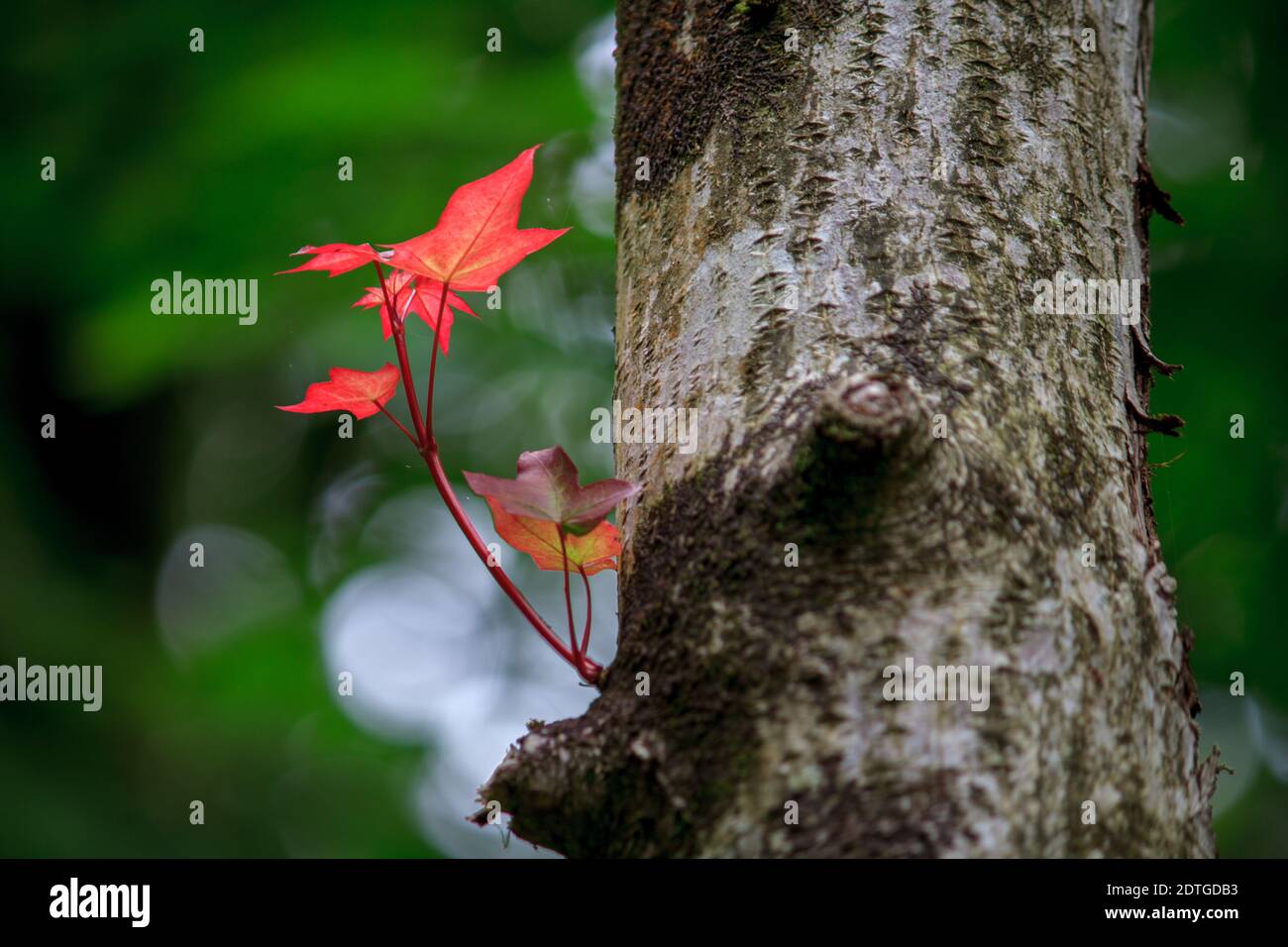 Port st erin hi-res stock photography and images - Alamy