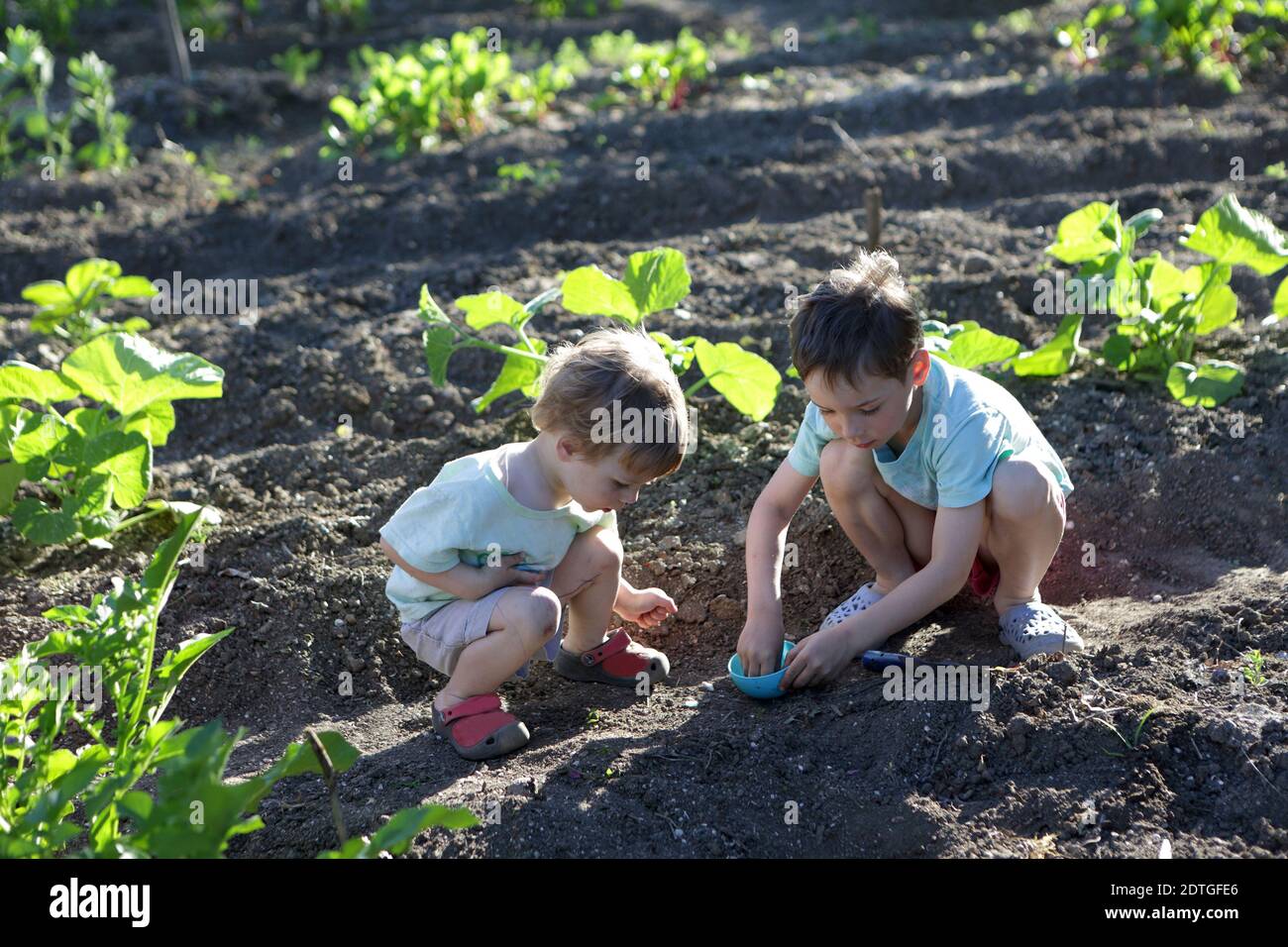 Two boys planting seeds in the garden Stock Photo - Alamy
