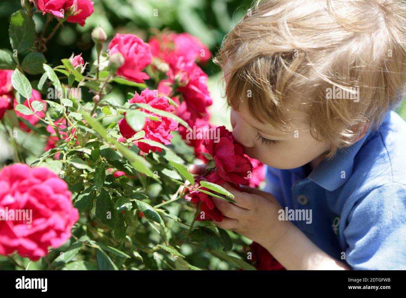 Boy smelling red rose in the park Stock Photo - Alamy
