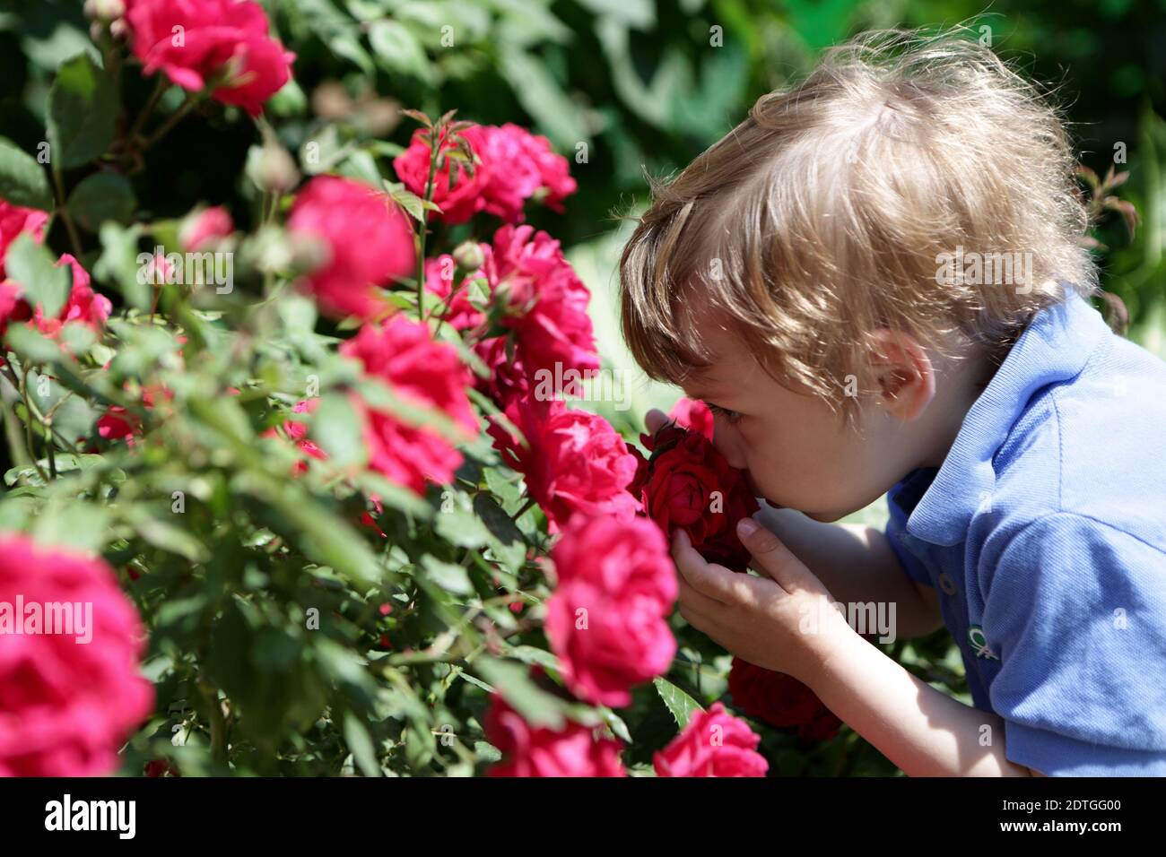 Child smelling rose hi-res stock photography and images - Alamy