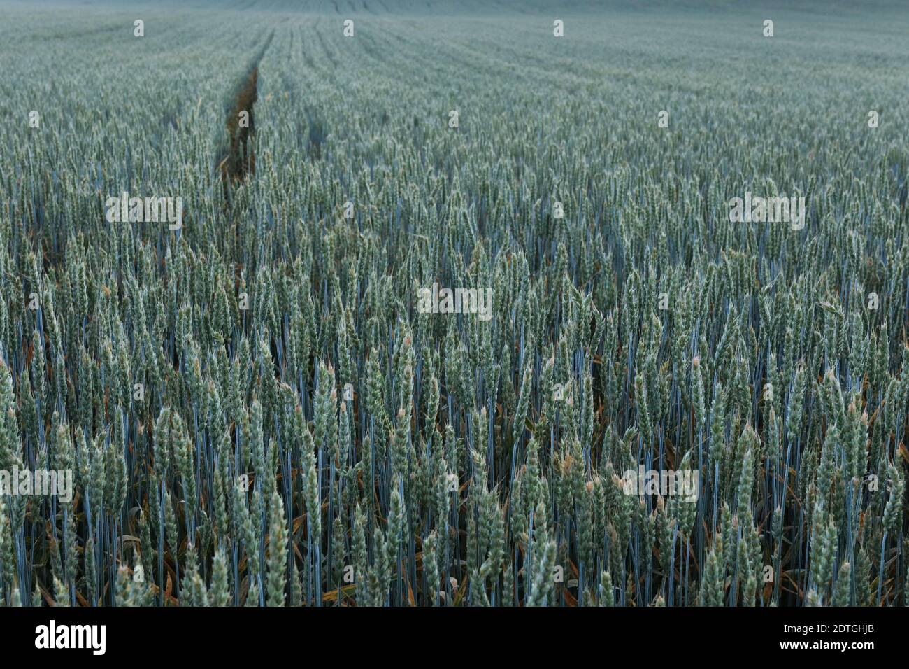 Norway Crops Agriculture High Resolution Stock Photography and Images ...