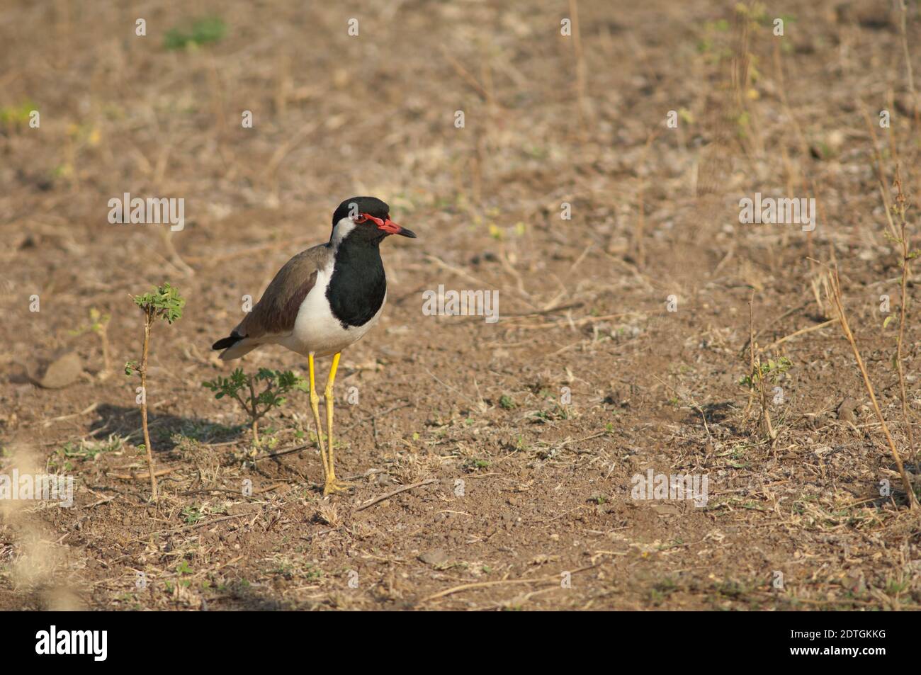 Red-wattled lapwing Vanellus indicus in the Hiran river, Sasan, Gir ...