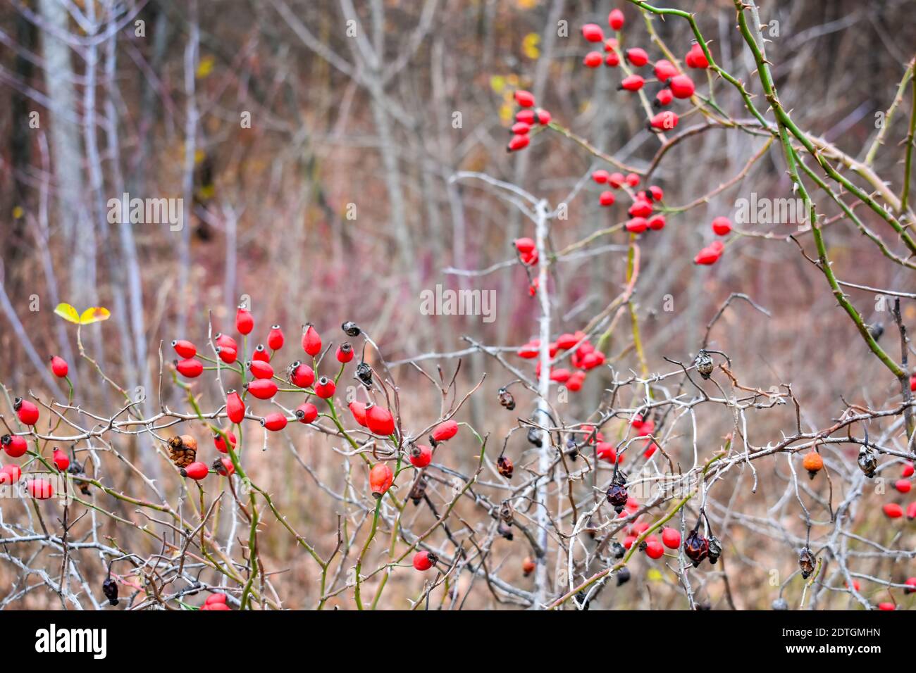 Beautiful rosehip bush bright hi-res stock photography and images - Alamy