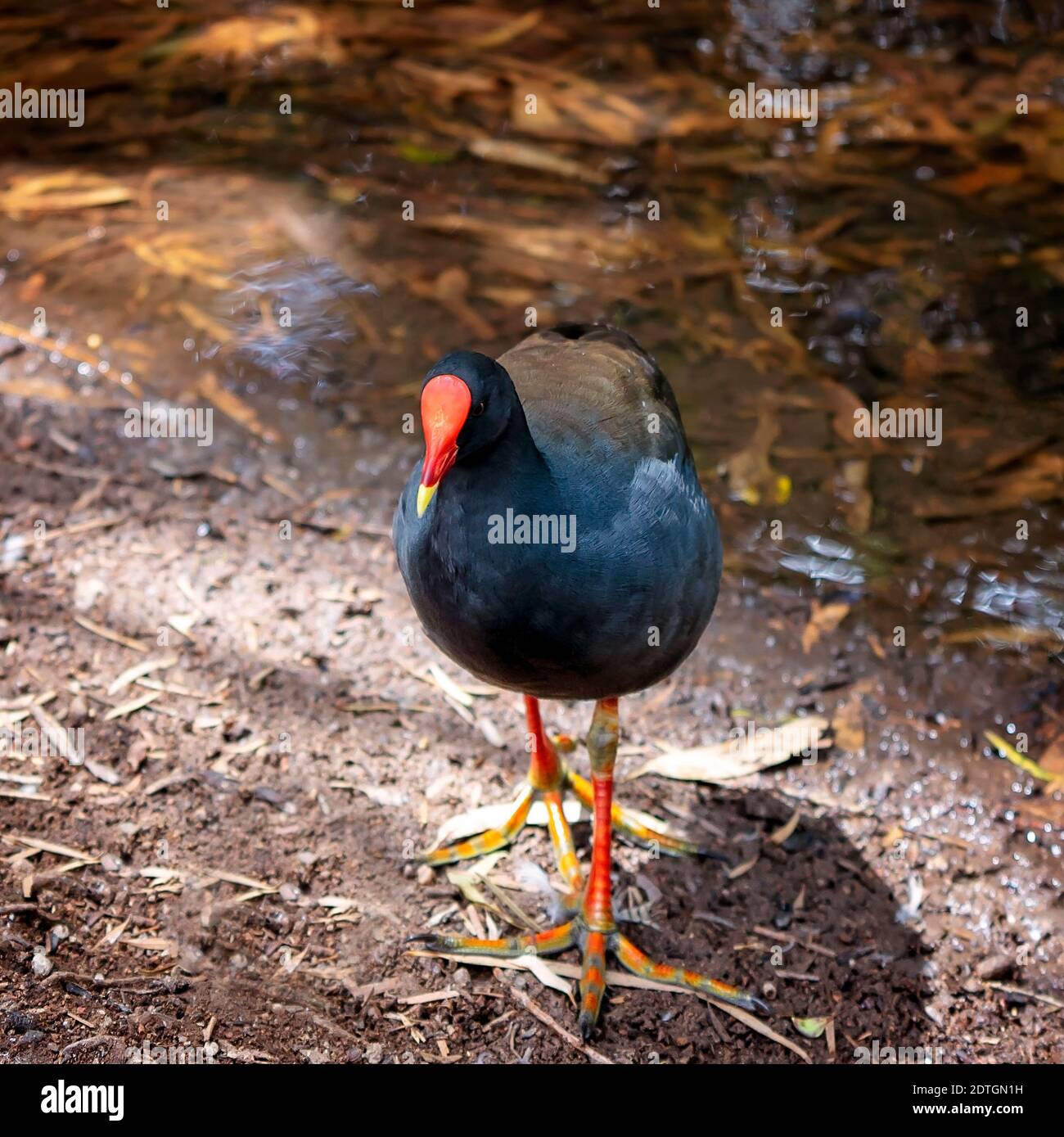 Native breed indigenous animal hi-res stock photography and images - Alamy