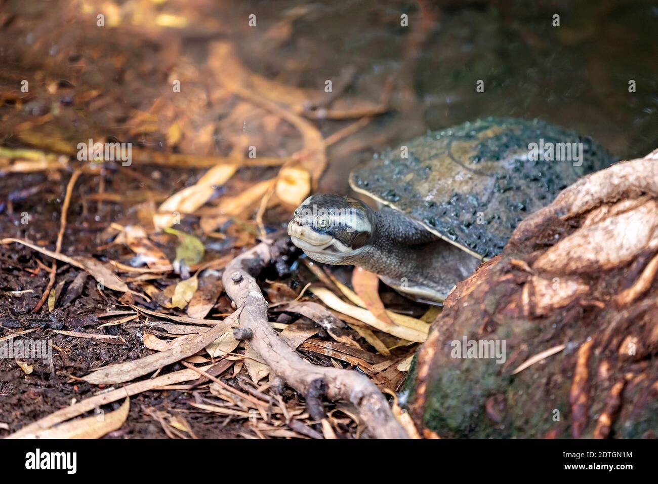 A small turtle emerging from the water behind a rock Stock Photo - Alamy