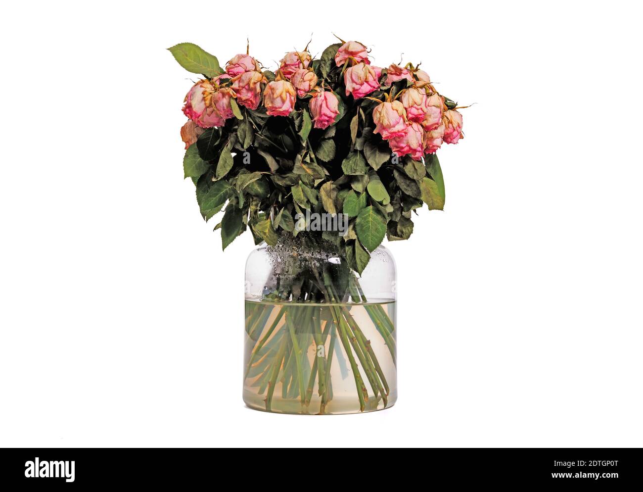 Beautiful bin Cut Out Stock Images & Pictures - Alamy