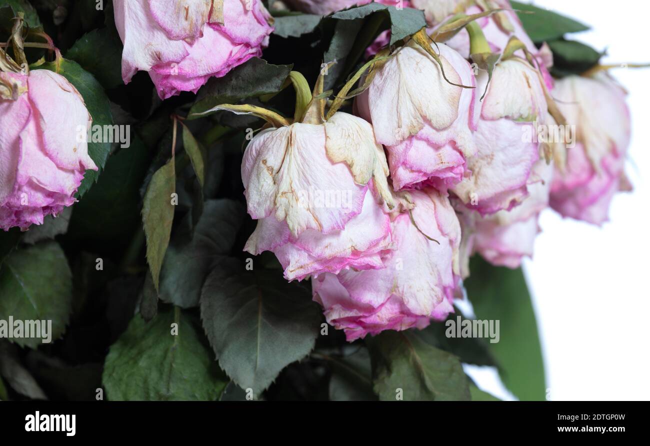 Dry rose flowers, ready for the trash bin Stock Photo - Alamy