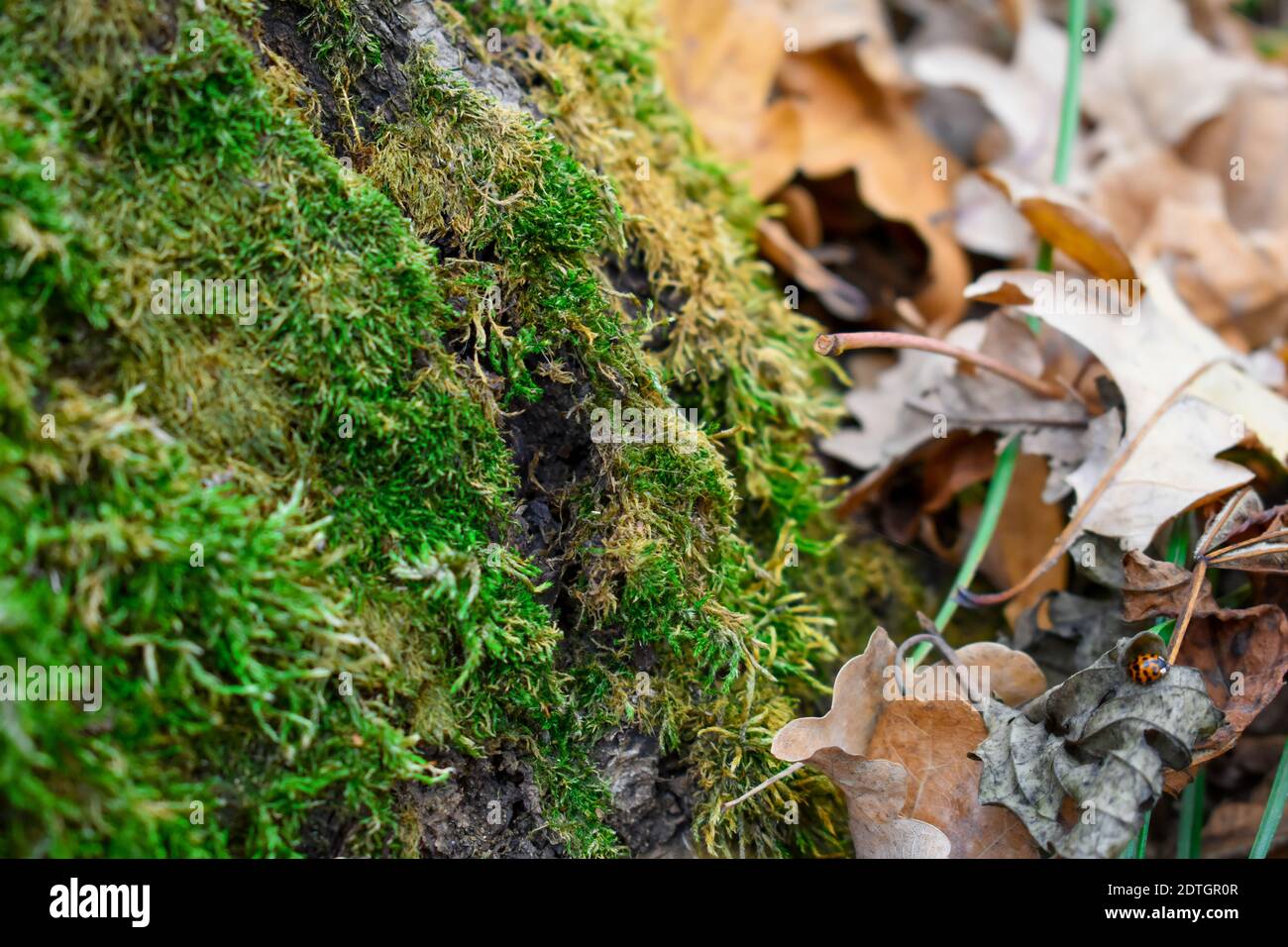 Beautiful moss on a tree trunk Stock Photo - Alamy