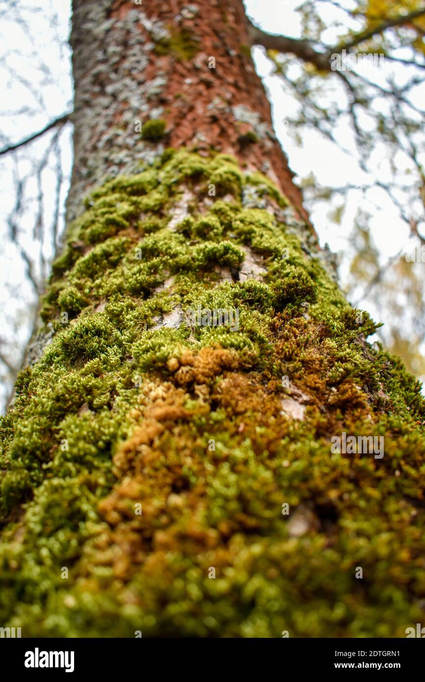 Beautiful moss on a tree trunk Stock Photo - Alamy