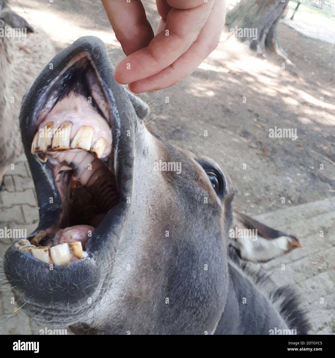 Donkey teeth hi-res stock photography and images - Alamy