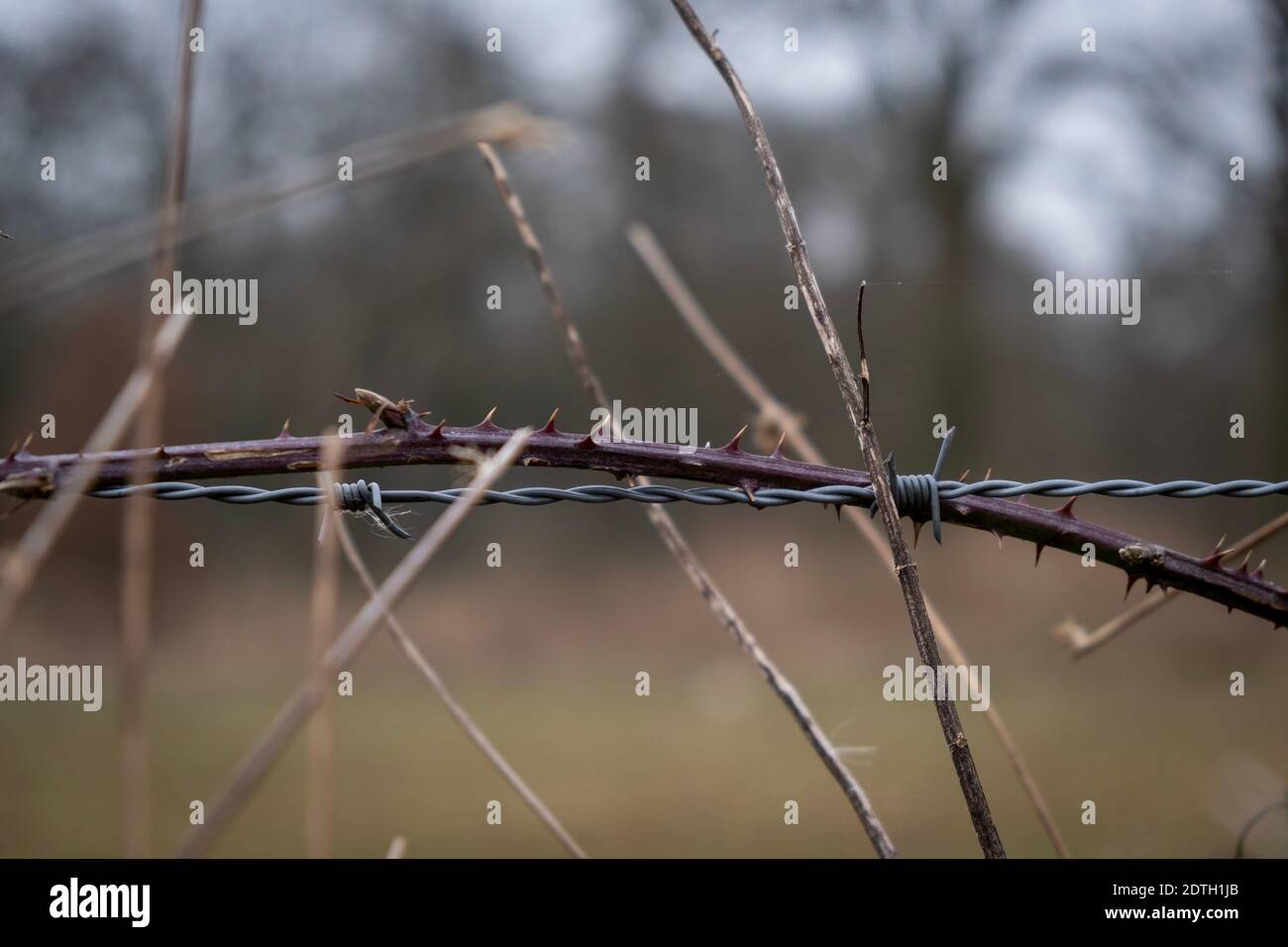 Bramble protection hi-res stock photography and images - Alamy
