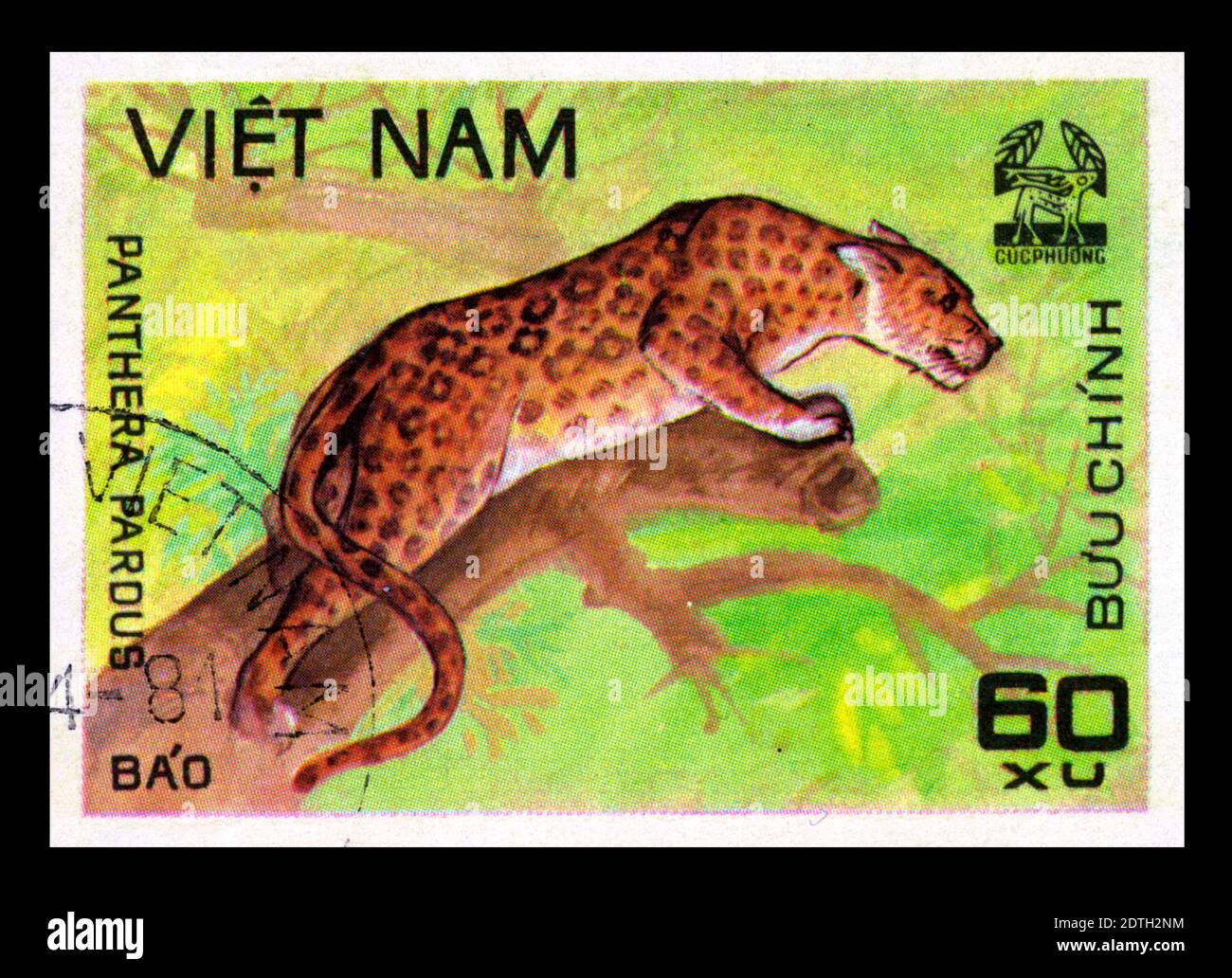 Panthera pardus art hi-res stock photography and images - Alamy