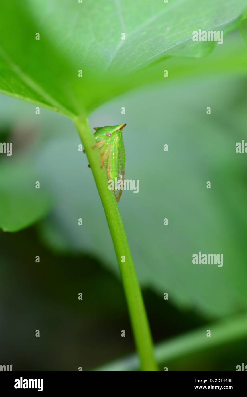 Treehopper on green leaf hi-res stock photography and images - Alamy