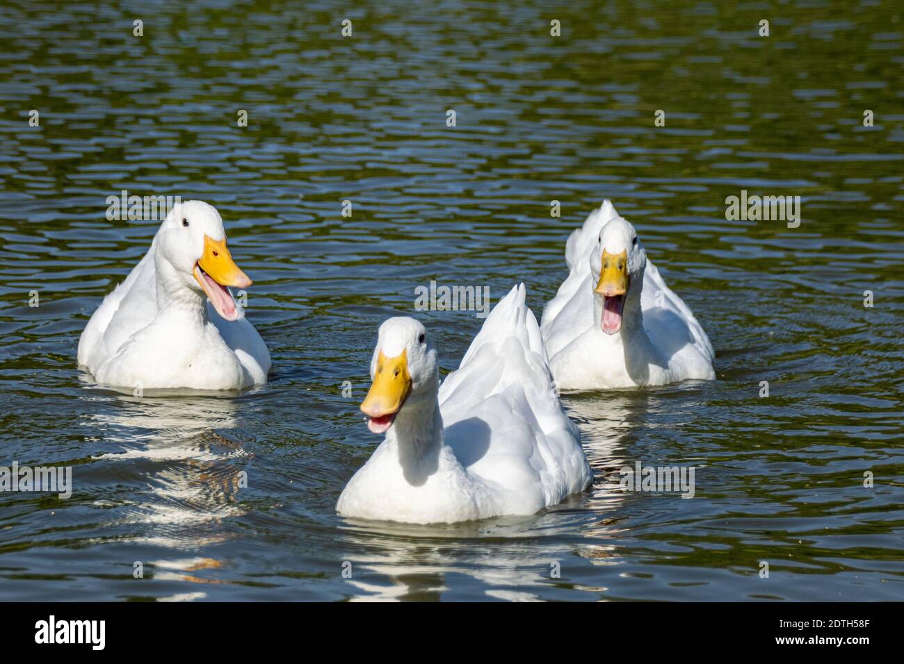 Pekin duck isolated hi-res stock photography and images - Alamy