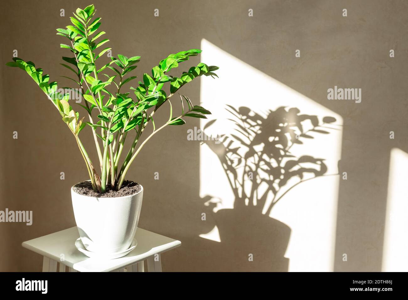 Zamioculcas bush in a white ceramic pot and shadows on the wall - Image ...