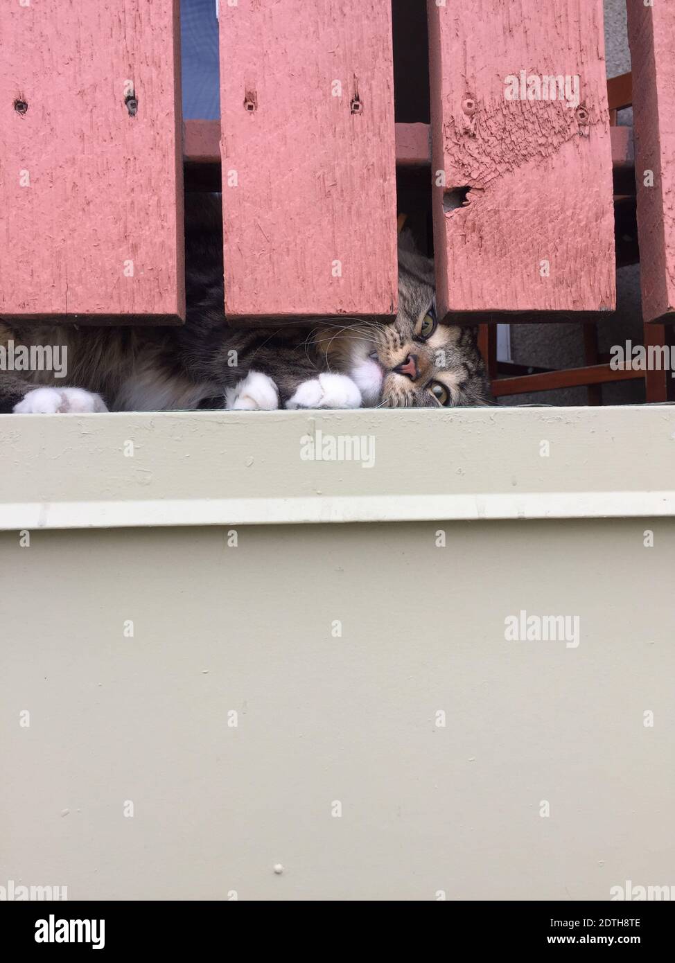 Cat looking through door hi-res stock photography and images - Alamy