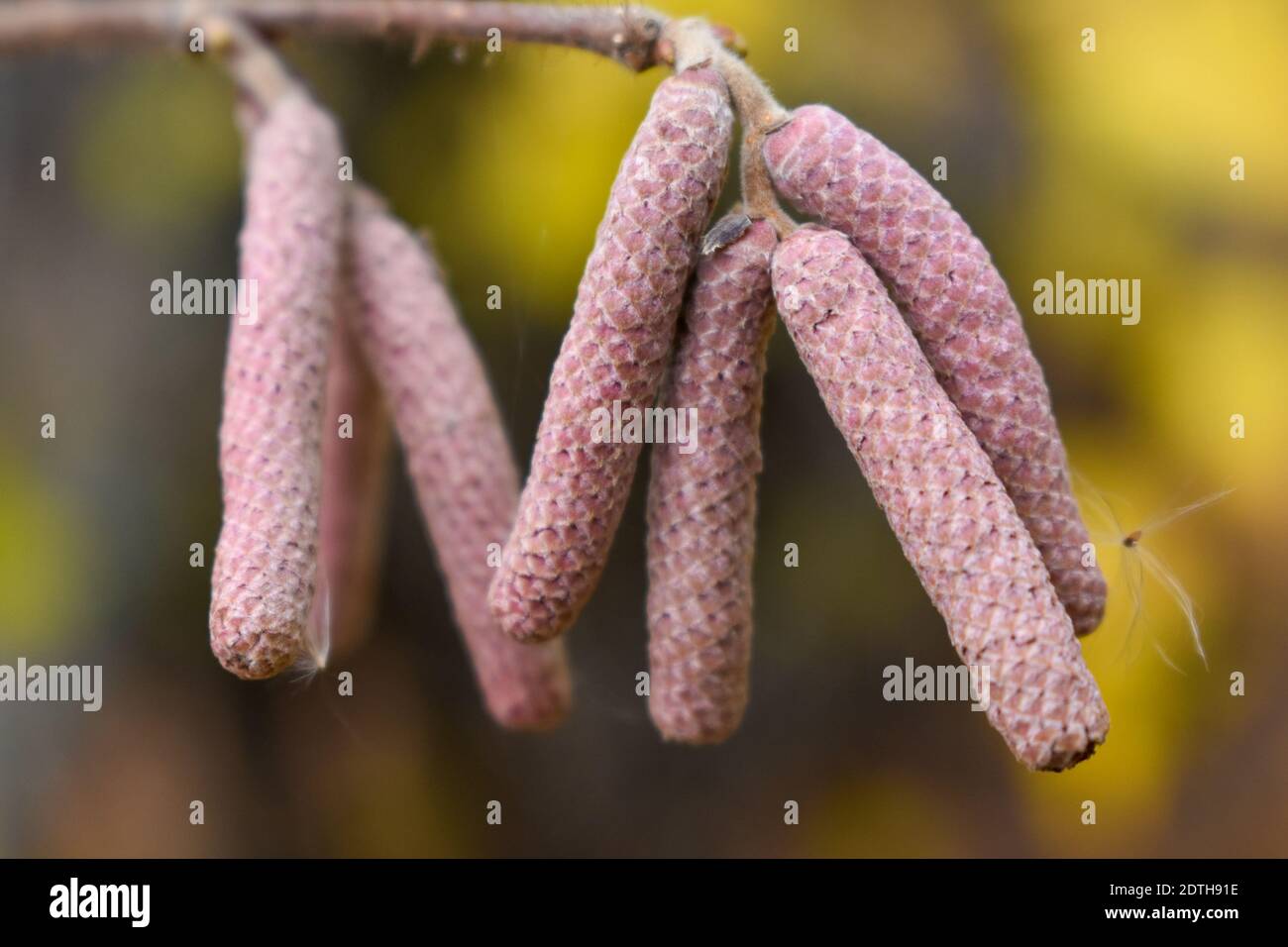 Male inflorescences hi-res stock photography and images - Alamy