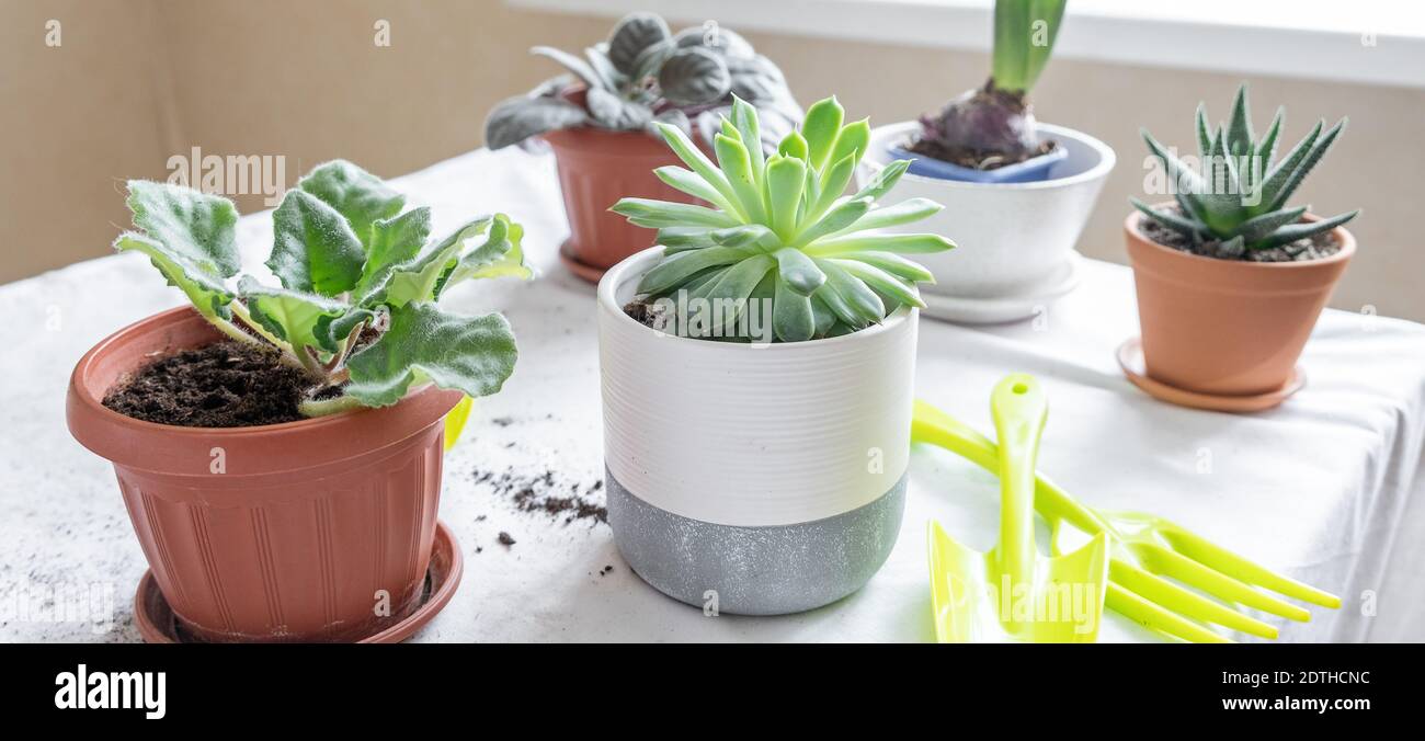 Plant transplant, soil, pots, tools for replanting on the table ...