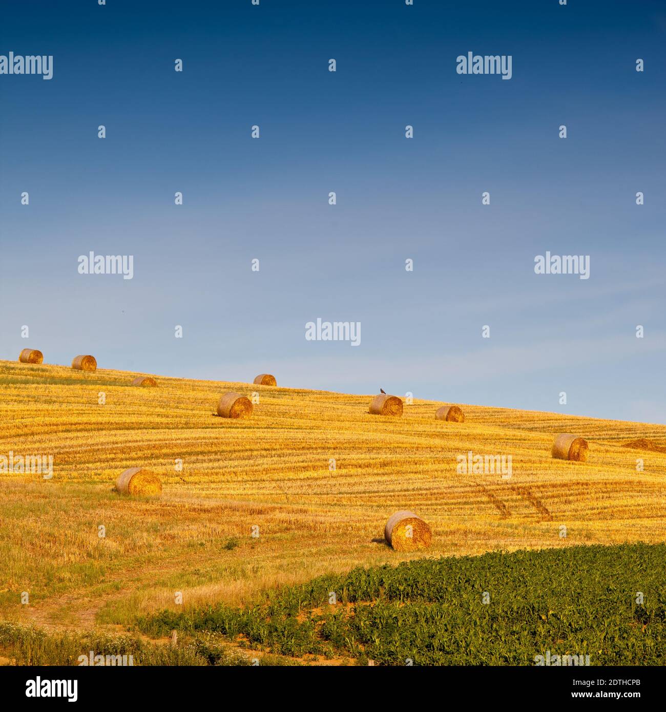 Beautiful landscape with straw bales Stock Photo - Alamy