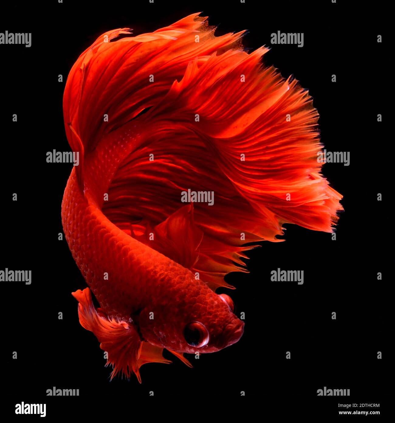 Moon tail hi-res stock photography and images - Alamy