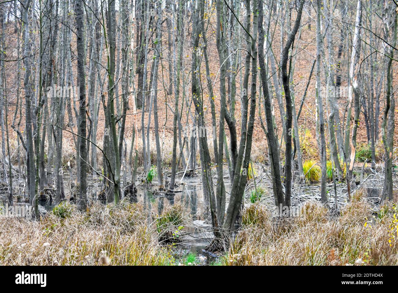 Tall trees growing in the swamp Stock Photo - Alamy
