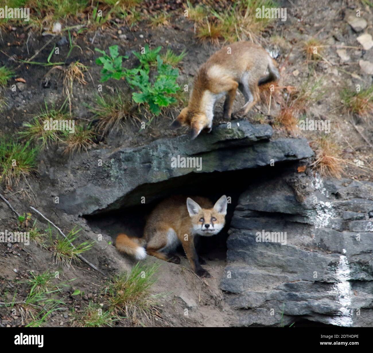 Fox cubs playing and exploring near their den Stock Photo - Alamy