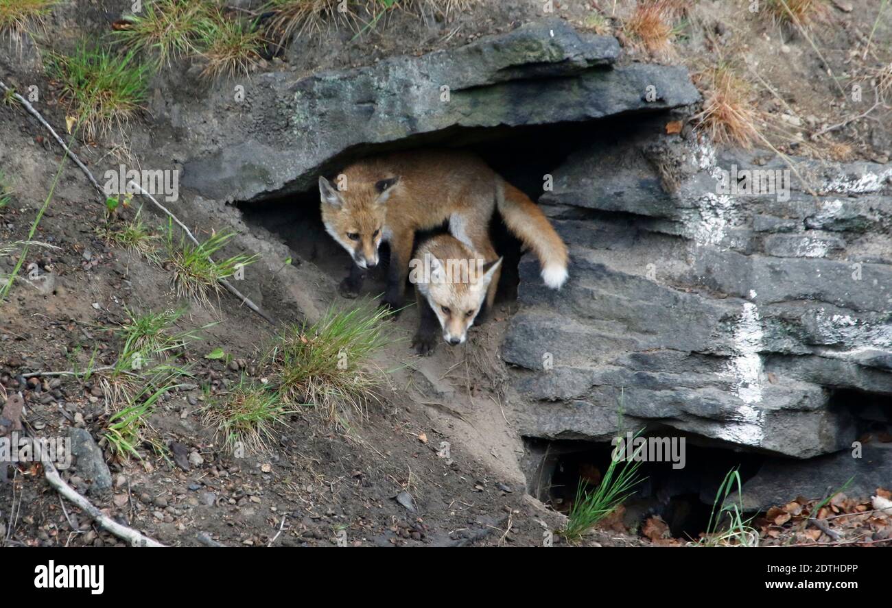 Fox cubs playing and exploring near their den Stock Photo - Alamy
