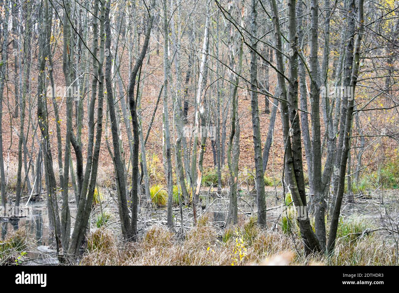 Tall trees growing in the swamp Stock Photo - Alamy