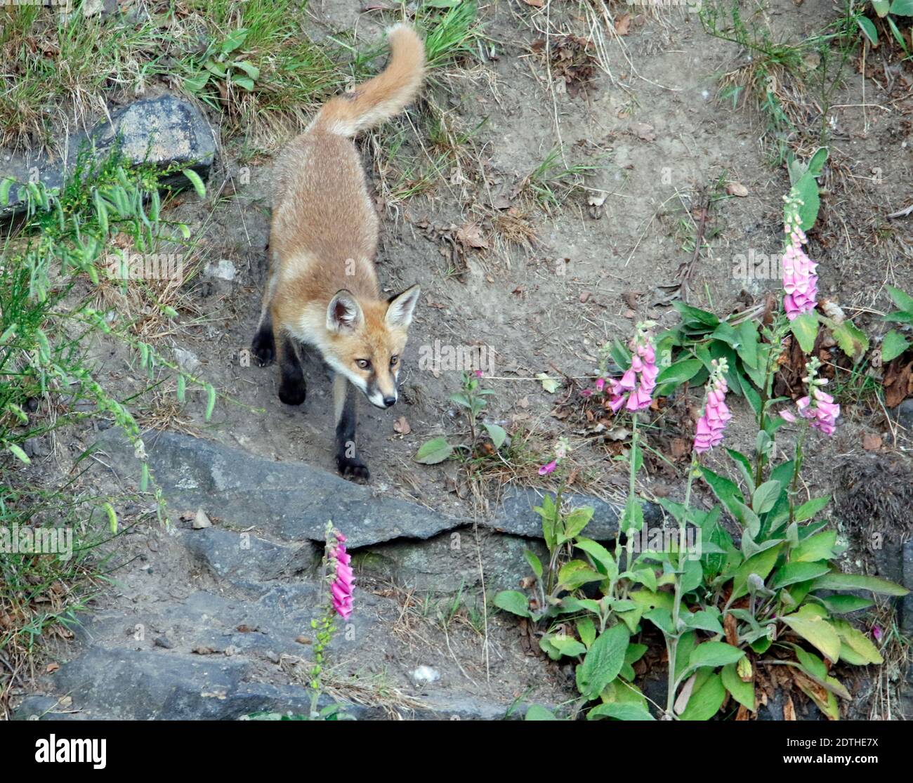 Fox Cubs Playing High Resolution Stock Photography and Images - Alamy
