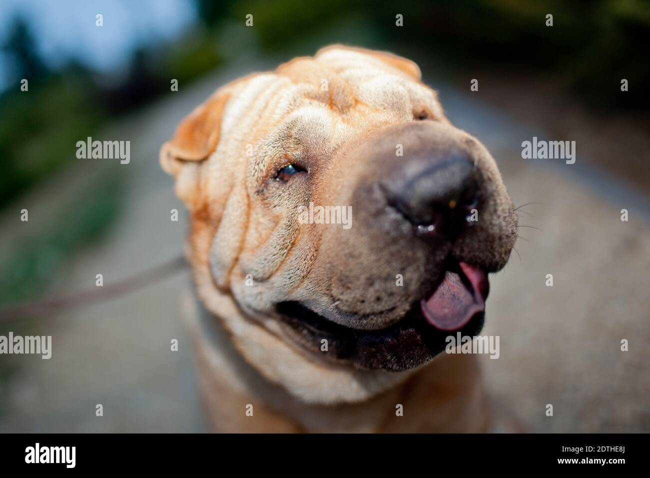 Chinese shar pei puppy cute wrinkles hi-res stock photography and ...