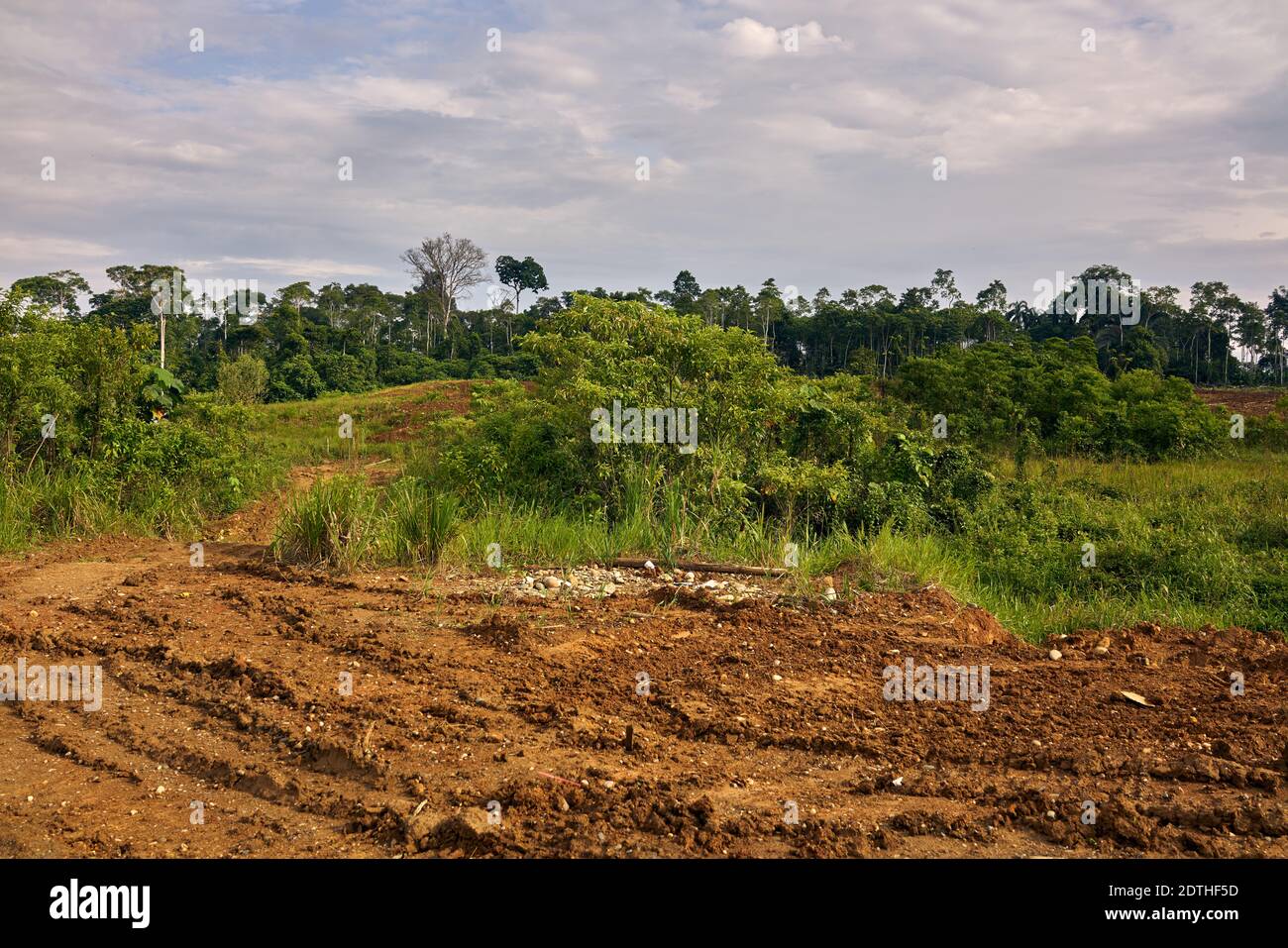 Rainforest tena hi-res stock photography and images - Alamy