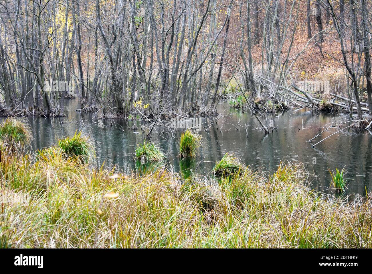 View of a boggy pond with trees Stock Photo - Alamy