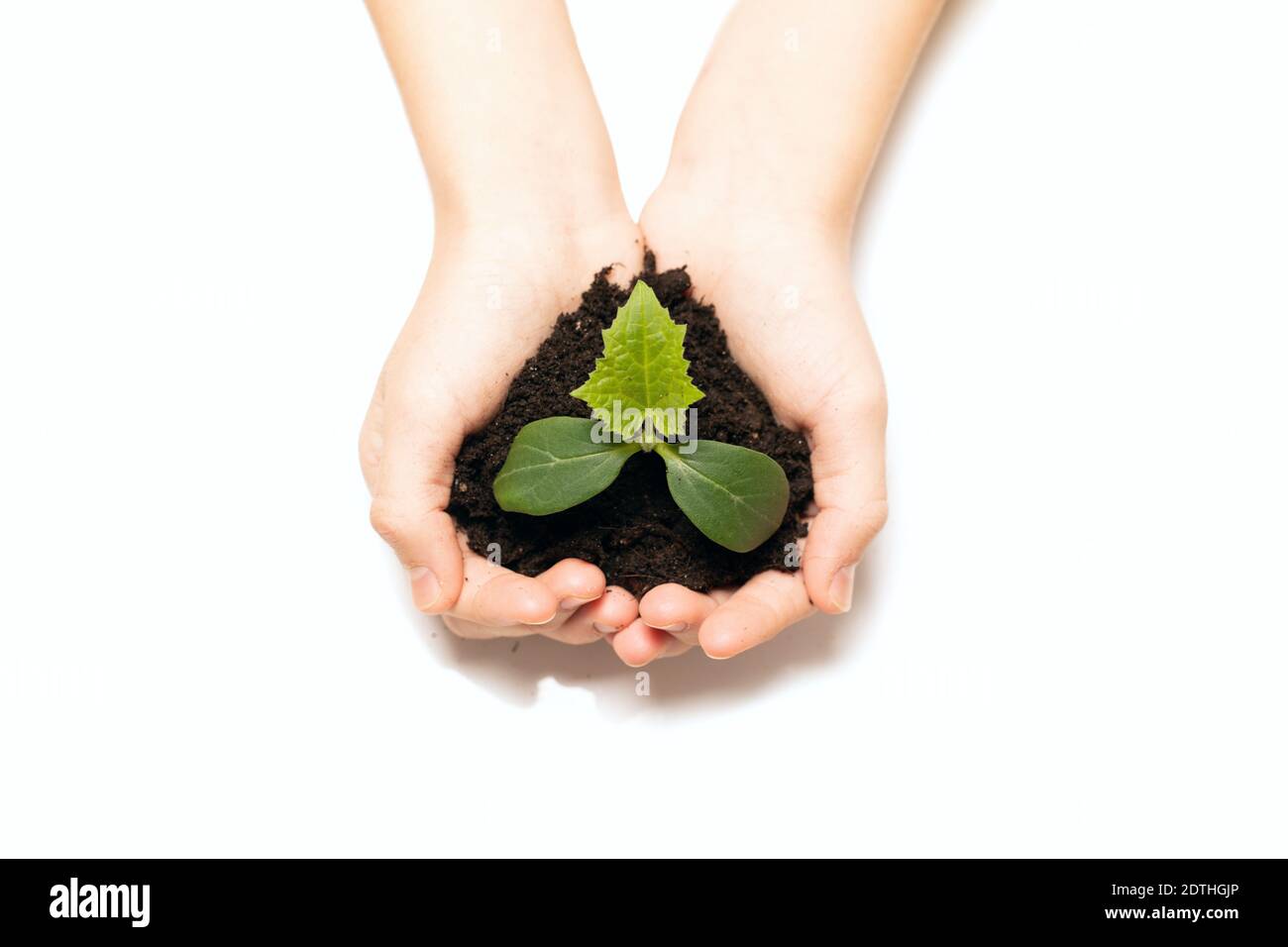 Female hand holding young plant isolated on white background. Top view ...