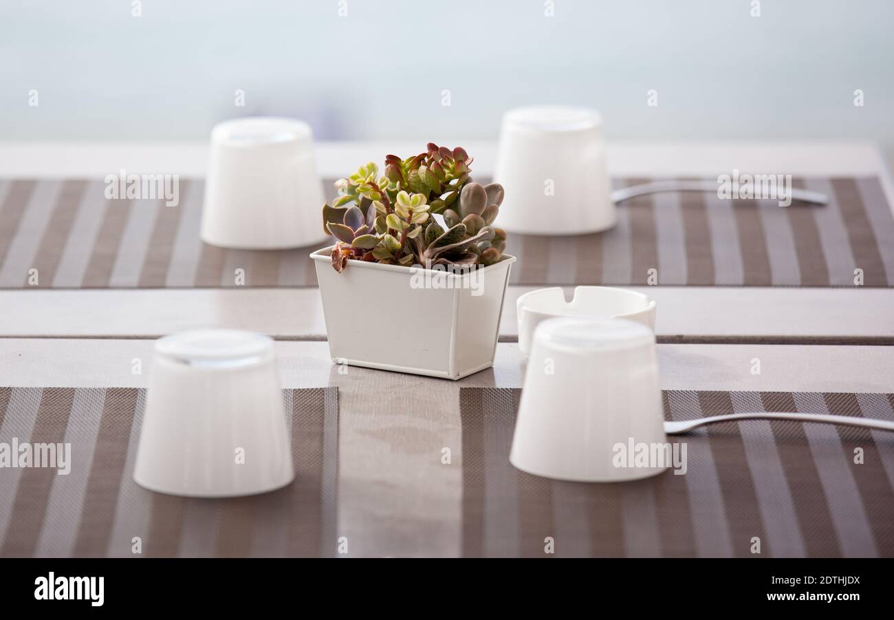 small tree on a restaurant table Stock Photo - Alamy