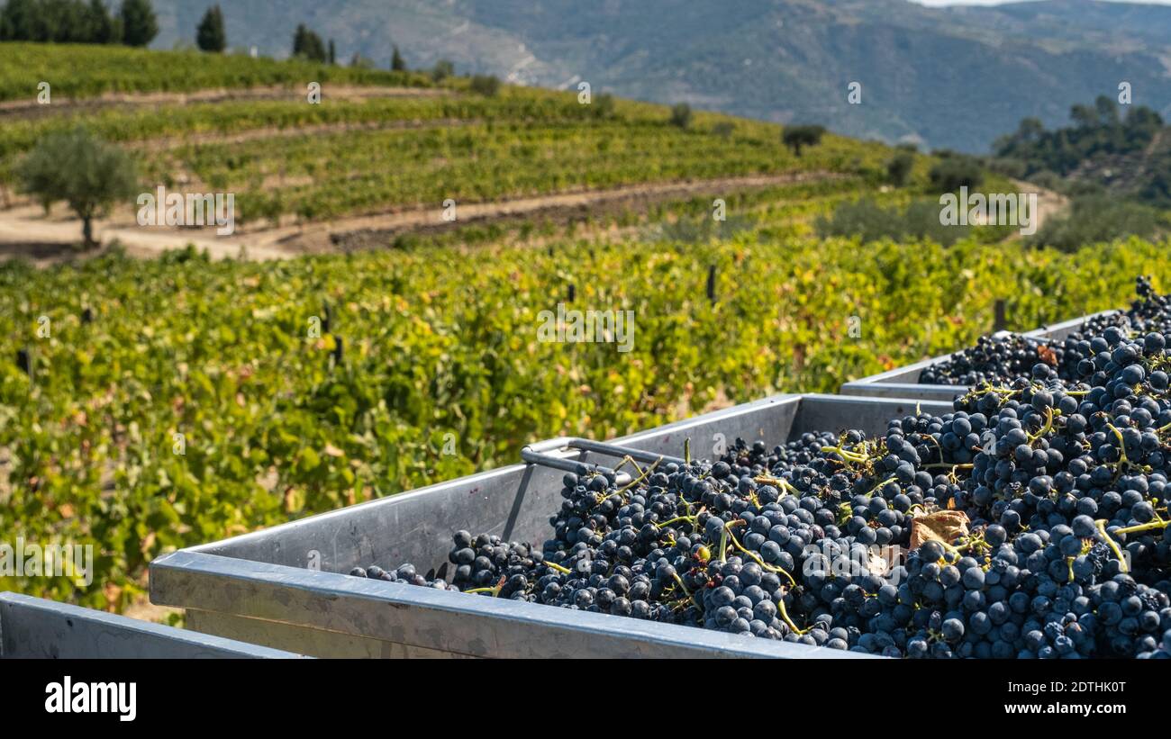 Vats with grapes at harvest for the wine industry Stock Photo - Alamy